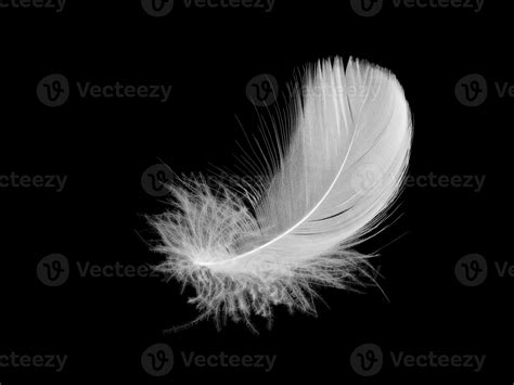 White Fluffy Bird Feather On A Black Background The Texture Of A