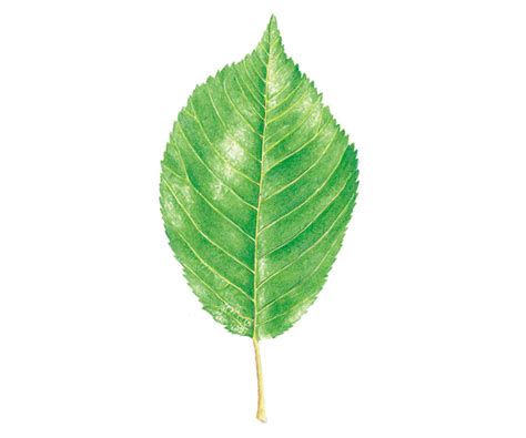 Prunus Avium Euforgen European Forest Genetic Resources Programme