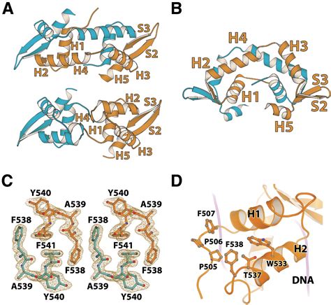 Structure Of The Forkhead Domain Of Foxp2 Bound To Dna Structure