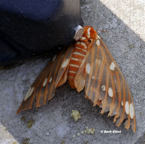 Royal Walnut Moth