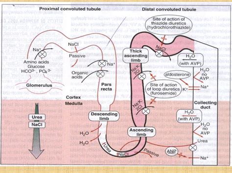 Solution Overviewofrenalabnormalitiesppt Studypool