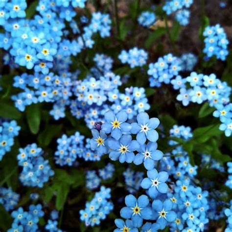 Forget Me Not Flower Meaning Origins And Other Interesting Facts