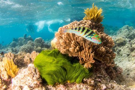 Great Barrier Reef Animals Sixbar Wrasse Great Barrier Reef Liveaboards