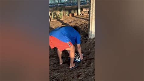 Pag Harvest Ng Itlog Ng Itik Youtube