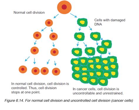 Section Unit 6 Cell And Nuclear Division Integrated Science Eclpe Reb