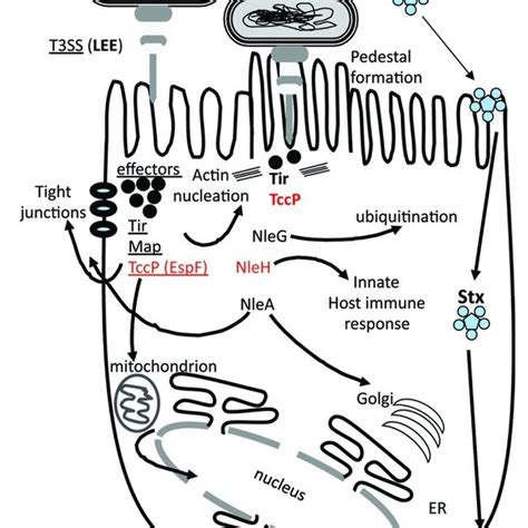 Prophage And Pathogenicity Island Location On The S Enterica Serovar