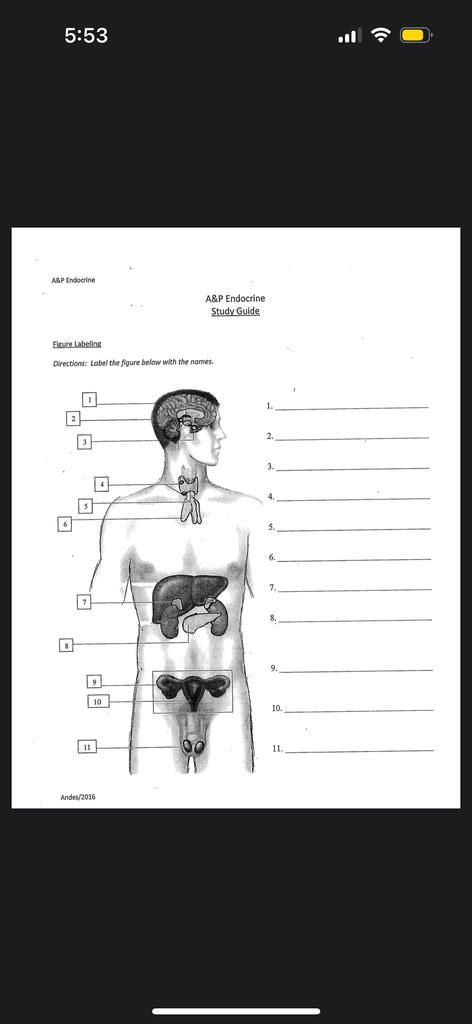 Endocrine System Labeling Diagram Quizlet