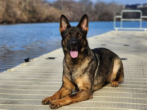 Sable German Shepherd Images