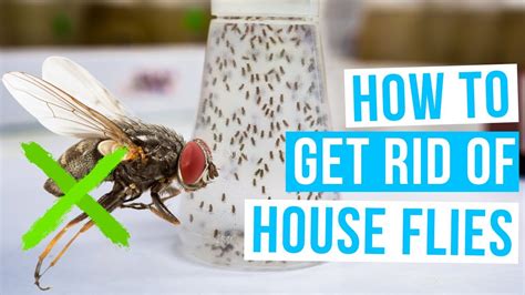 Why Am I Getting Flies In My House Detroit Chinatown