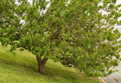 Mulberry Encyclopedia Of Herbology