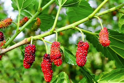 How To Grow And Care For Red Mulberry