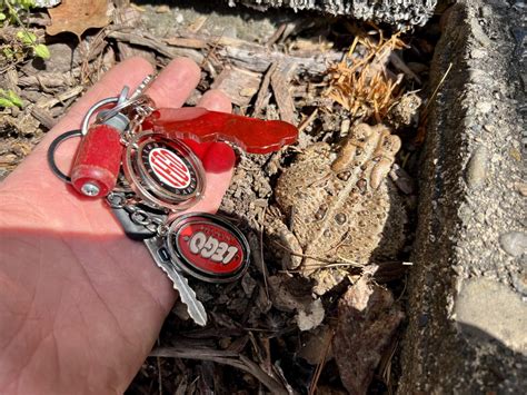 Found This Toad In The Lehigh Valley Pa What Kind Rherpetology