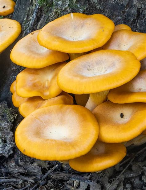 Jack O Lantern Mushroom Omphalotus Olearius Jack O Lantern Mushroom