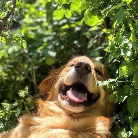Free Golden Retriever Sunset Image Golden Retriever Sunset Grass