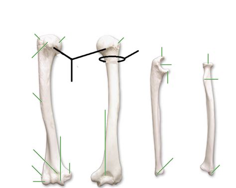 Upper Limb Diagram Quizlet