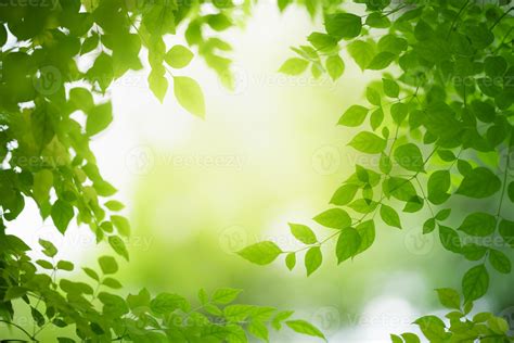 Beautiful Nature Wallpaper Green Background