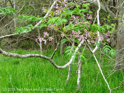 Two Men And A Babe Farm CAN YOU HELP ME IDENTIFY THIS TREE