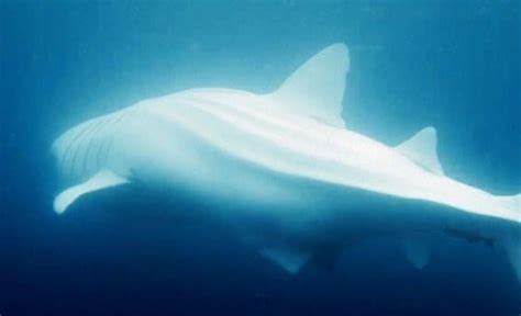 Albino Whale Shark Looks Gorgeous R Sharks