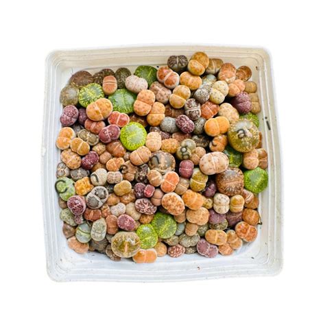 Lithops Mini Chengtai Nursery