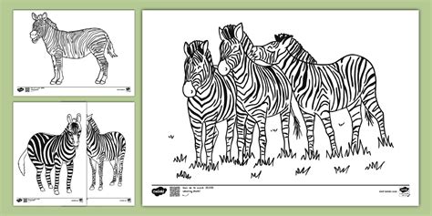 Zebra Colouring Pages Teacher Made Twinkl
