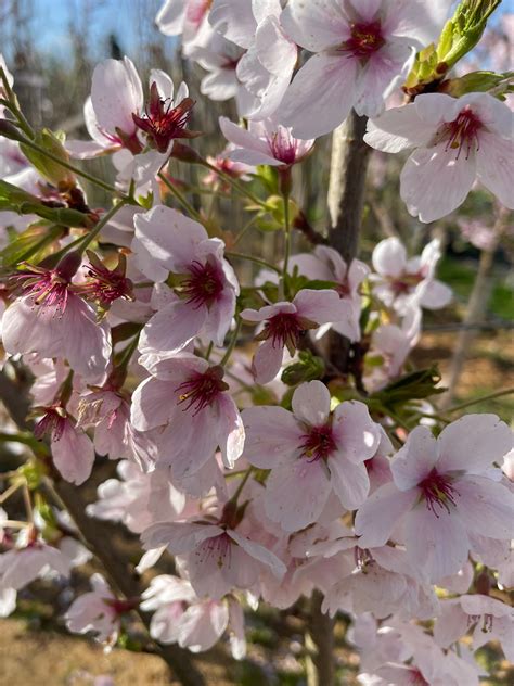 Prunus Pink Shell Birds Farm Trees