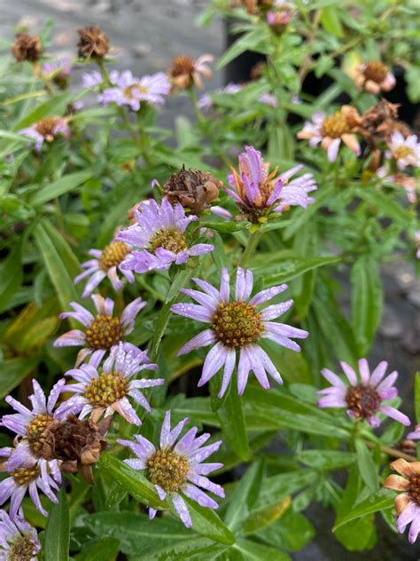 Aster Subspicatus Symphyotrichum Subspicatum Sevenoaks Native Nursery