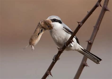Shrike It Looks So Cute But Because It Likes Skewers It Is Called A