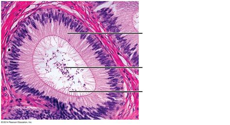 Histology Epididymis Diagram Quizlet