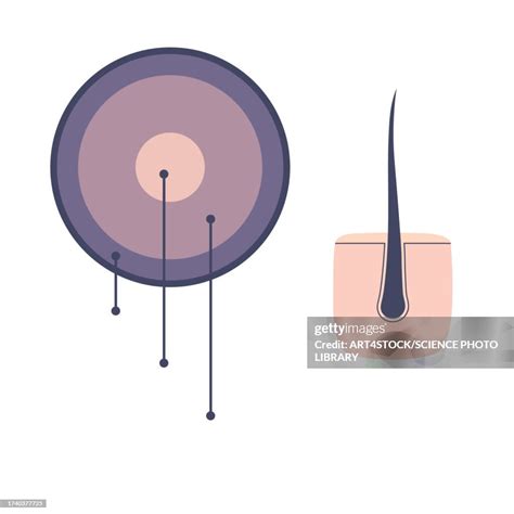 Straight Hair Strand Structure Illustration High Res Vector Graphic
