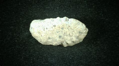 Triassic Phytosaur Reptile Scute 7 Fossils For Sale