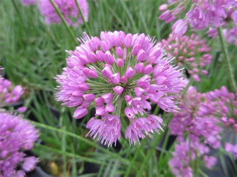 Allium Millennium 2 Litre Pot