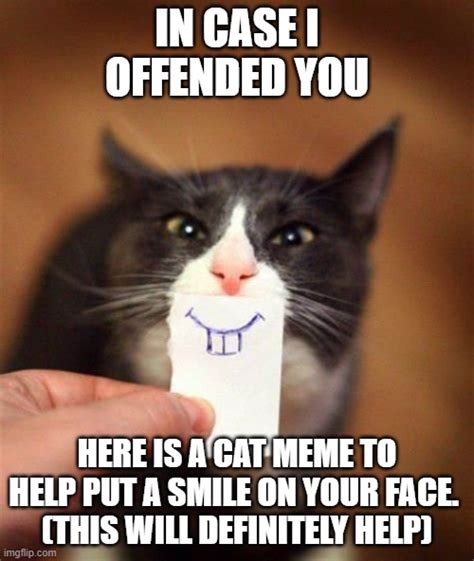 Offended Cat Meme When You Sneeze In Front Of Your Cat And They Look