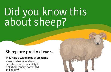 Top 10 Facts About Sheep Ideas And Inspiration