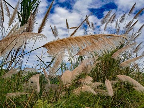 10 Atap Jerami Ilustrasi Foto Stok Potret And Gambar Bebas Royalti Istock