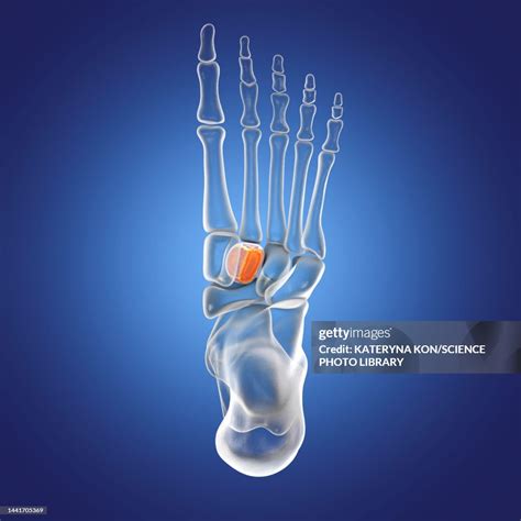 Intermediate Cuneiform Bone Illustration High Res Vector Graphic