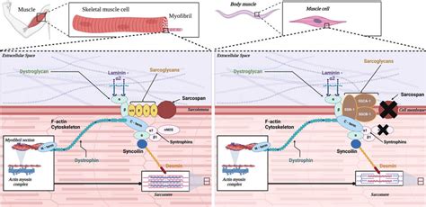 The Dystrophin Associated Glycoprotein Complex In Human Left And C