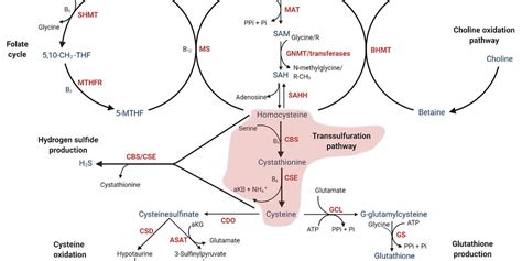 Mthfr The Hidden Genetic Factor Affecting Your Energy Mood And