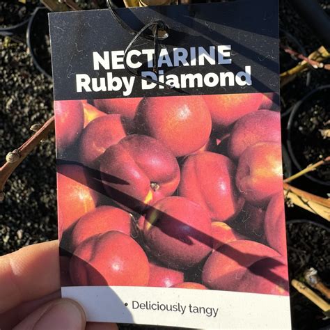 Nectarine Sherbert Ruby Diamond 4 7l Lushingtons