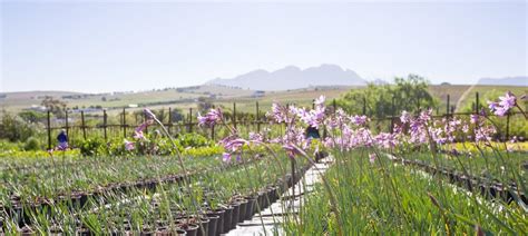 Nonke Plants 1 Nonke Plants