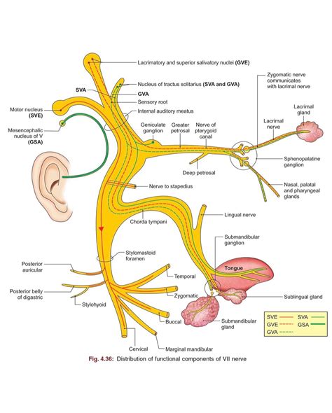 Mandibular Nerve Diagram