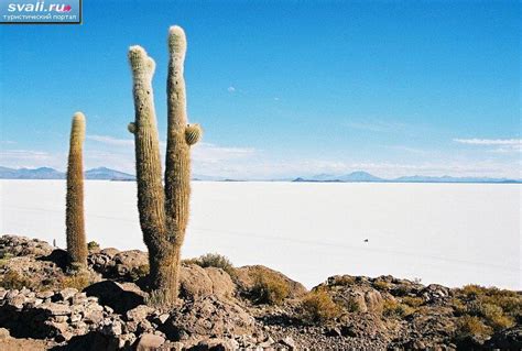 Исла де Пескадос Isla De Los Pescadores озеро Салар де Уюни Salar