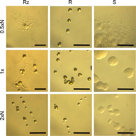 Gliding Bacteria Definition At Linda Redmon Blog