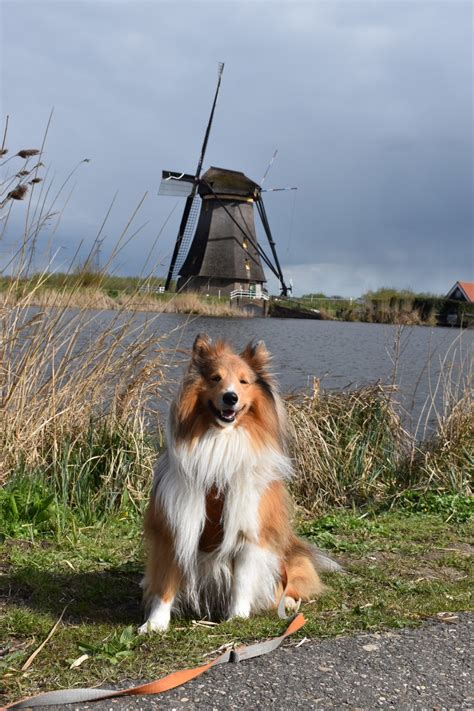 Solve Sheltie In Kinderdijk Jigsaw Puzzle Online With 198 Pieces