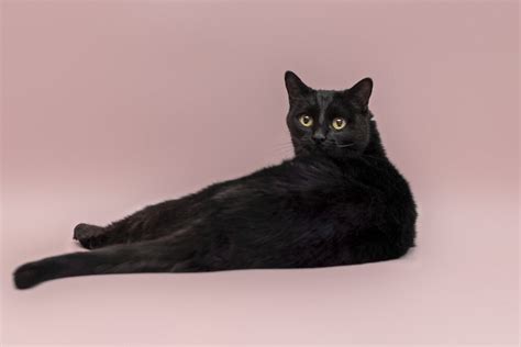 Бальтазар Притулок для безхатніх тварин В добрі руки