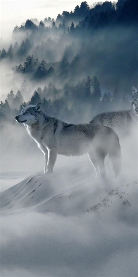 Snow Wolf Wallpapers Wallpaper Cave