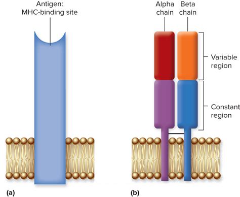 Structure Of A T Cell Receptor