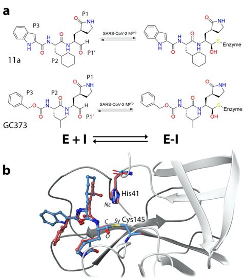 Figure 1 From Multiscale Simulations Of Sars Cov 2 3cl Protease