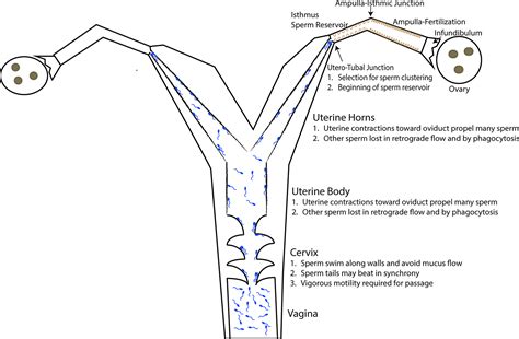 Sperm In The Mammalian Female Reproductive Tract Surfing Through The Tract To Try To Beat The