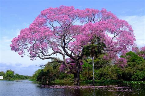A Importância Da Flora No Pantanal