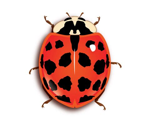 Ladybugs Are Very Beneficial To Gardens And Farms But The Most